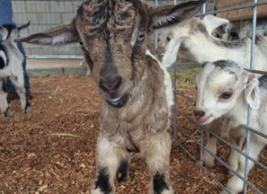 ABOUT | Sweetland Farm