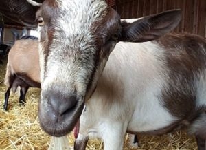 ABOUT | Sweetland Farm